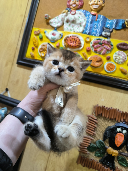 Шикарные котята шиншилы чистокровные