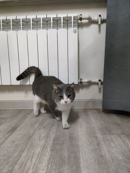 Шикарный котенок, в добрые руки