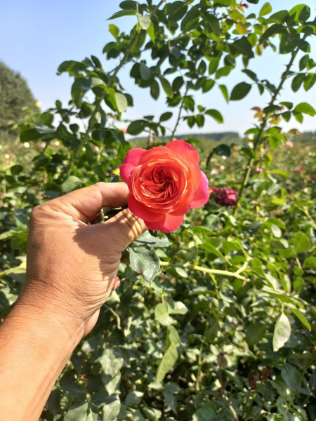 Atirgul ko'chatlari bor