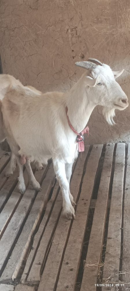 Ona bola echki sotiladi