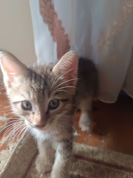 Отдам котят в хорошие руки