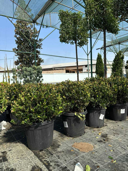 Фотиния Фразера \\\'Нана\\\' - Photinia x fraseri \\\'Nana\\\'