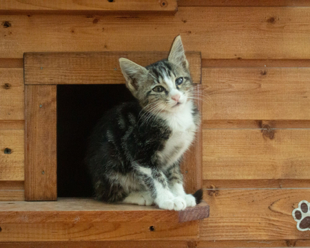 Котята в добрые руки