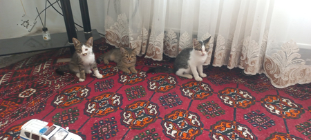 Пишиклар бесплптно