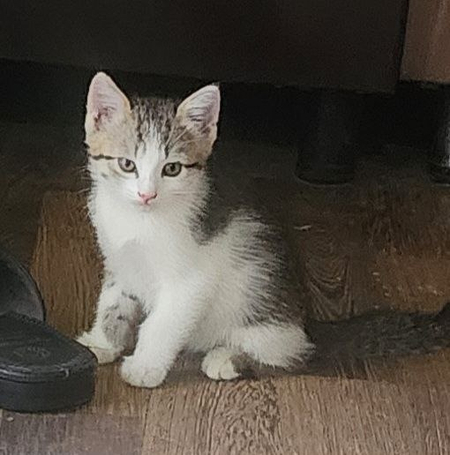 котята ищут новый дом