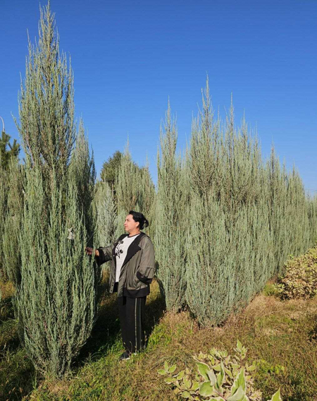 продаются Скайрокеты, Juniperus Skayroket