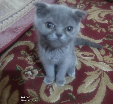 Британский вислоухи мушукча сотилади кизалок у́йинкарок латокка у́рган