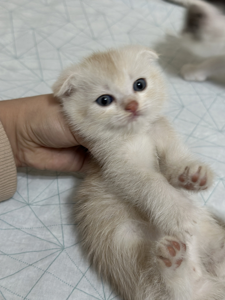 Чистокровные шотландские котята / Scottish fold toza qonli