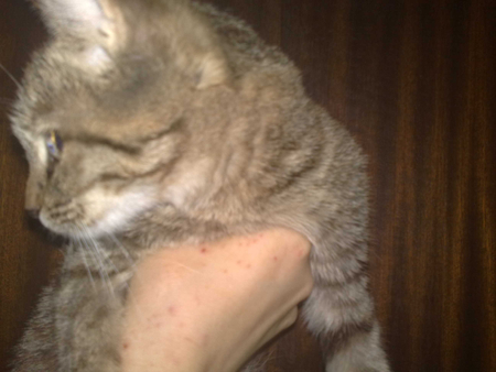 Красивый серенький котёнок, девочка, 5 месяцев.