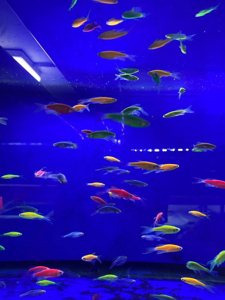 Akvarium Rangli baliqlar Fosfirniy