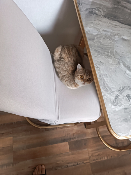 Скотиш фолд и скотиш страйт