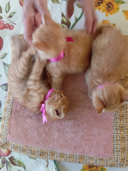 Отдам котенка в добрые руки