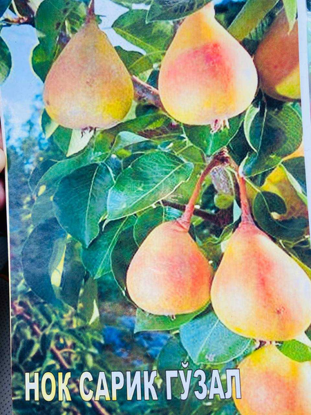 Mevali daraxt ko\\\'chatlari