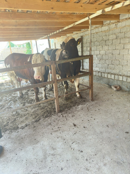 Halol yem bilan boqilgan zottor buqalar