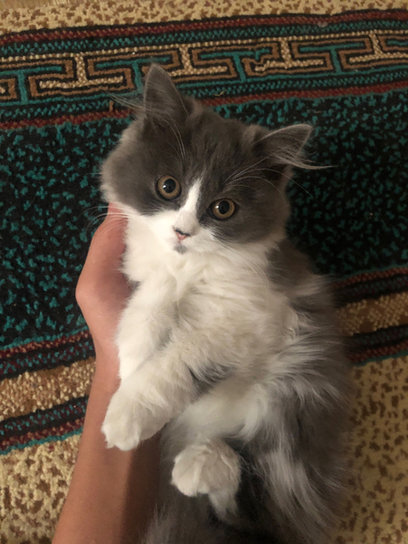 скоттиш страйт