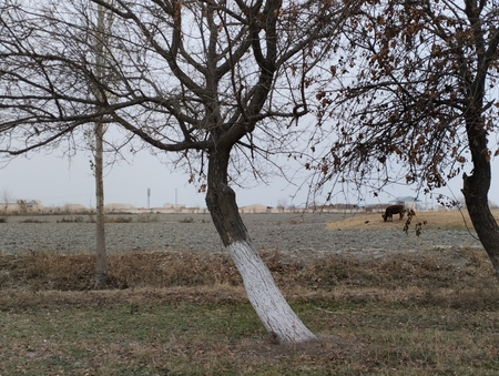 Дарахт Урик телл килингла