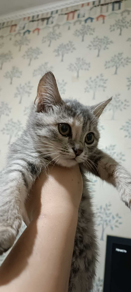 Котенок Скоттиш Страйт дымчато-серая\\n смешанная девочка