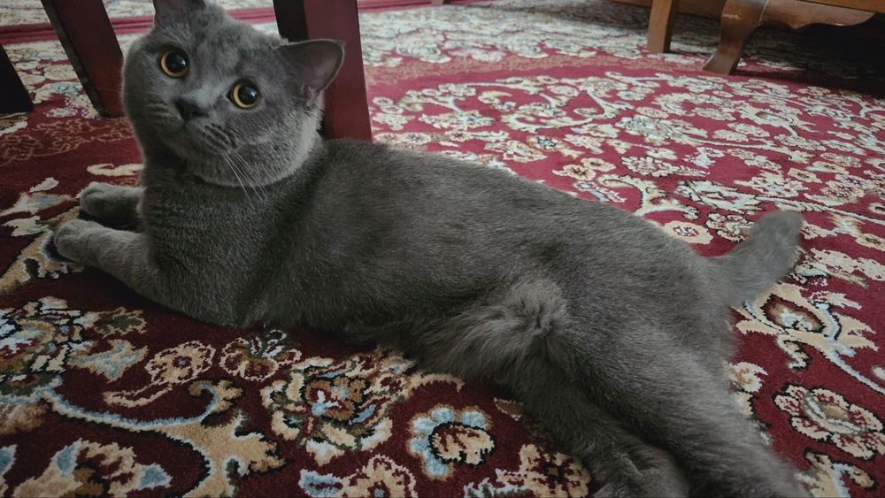 Кот шотландский стрейт