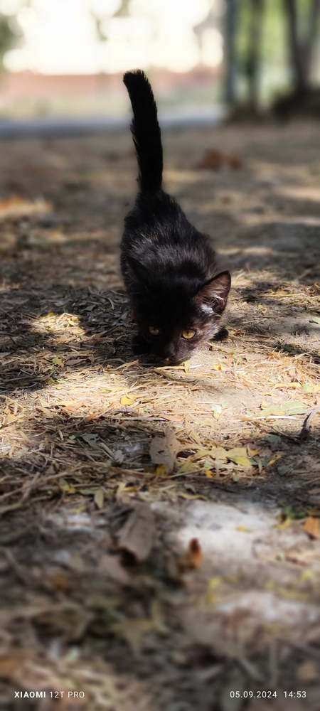 Котёнок, мальчик, 2,5 месяца