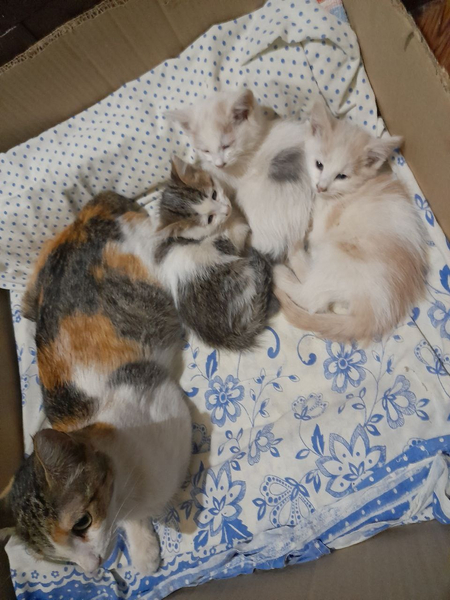 Котята 2 месяца,