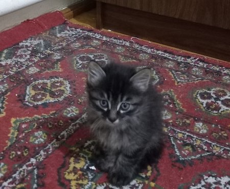 Mushuk bolalari 1,5 oylik pushistiy
