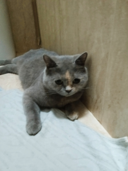 Продаётся британский чёрный короткошёрстный кот