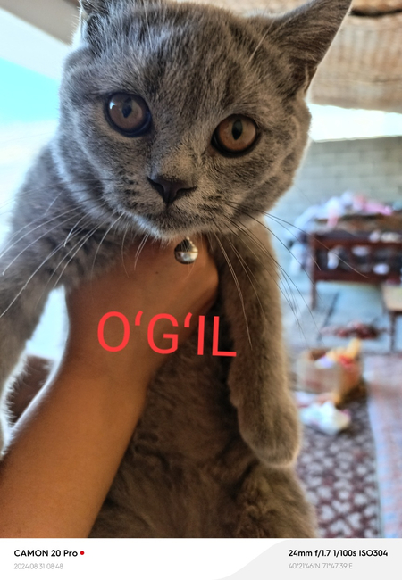 Sotish strayt mushuk sotiladi
