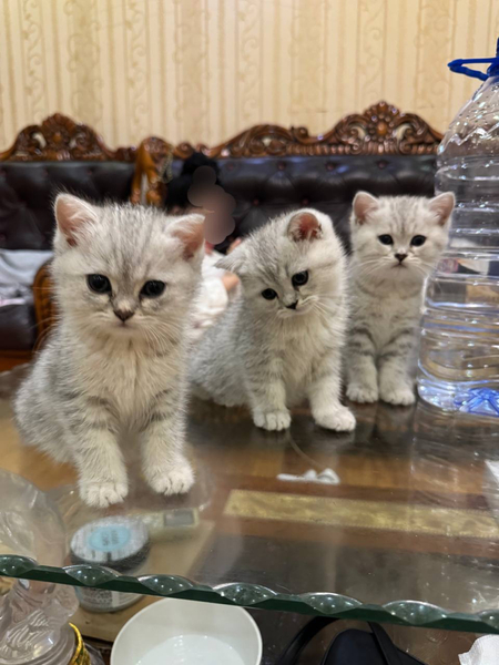 3 ta mujik shinshilachala sotuvda
