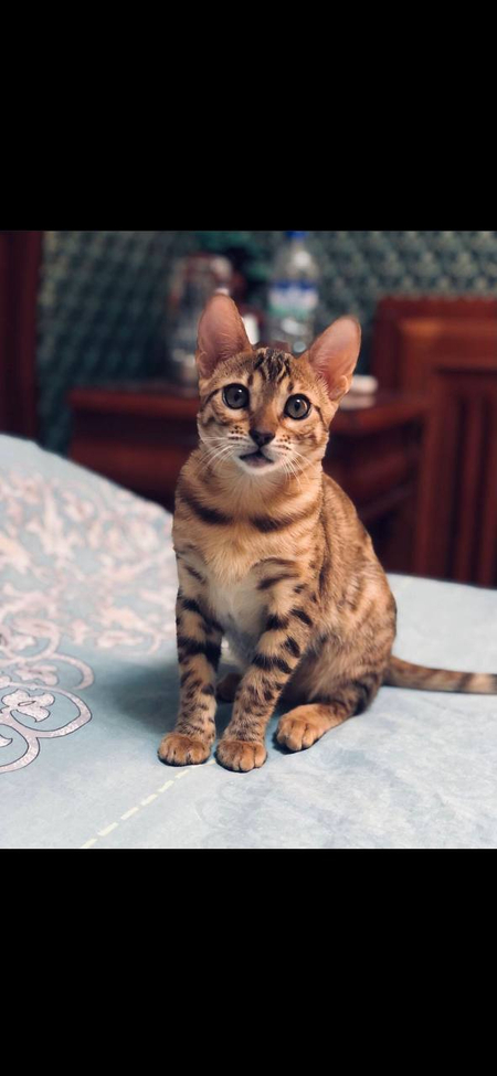 Tozza qonli Bengal zotdor mushugi sotiladi narxi kelishtiriladi