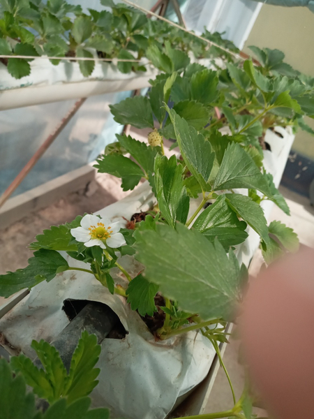 Tipilisa ishlatiwga tayyor