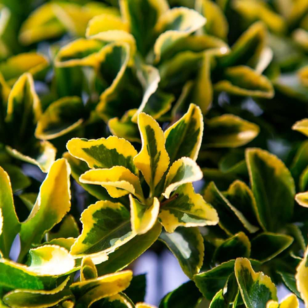Бересклет японский \\\'Ауреа\\\' - Euonymus japonica \\\'Aurea\\\'