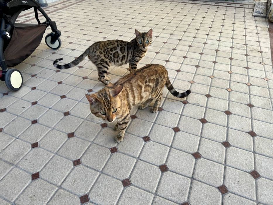 бенгальские кот и кошка