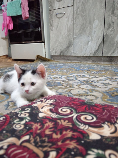 Котята. Бесплатно