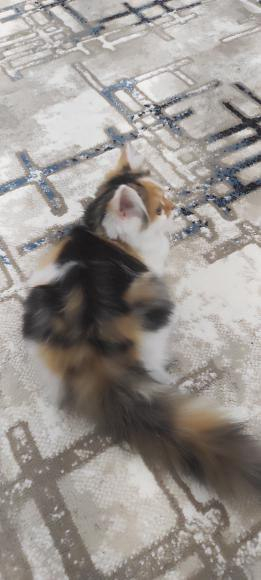 2 oyli zotor mushuk bolalari sotiladi