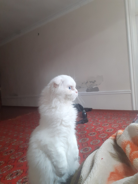 Скотиж фолд девичка 4 месиц