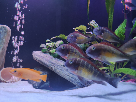 Tropheus Red Rainbow f1