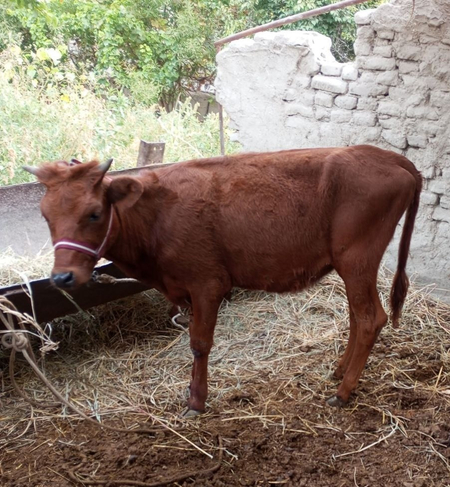 Gunojin sotiladi Narxi arzon