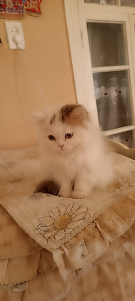 4 oyli mushuk bolasi