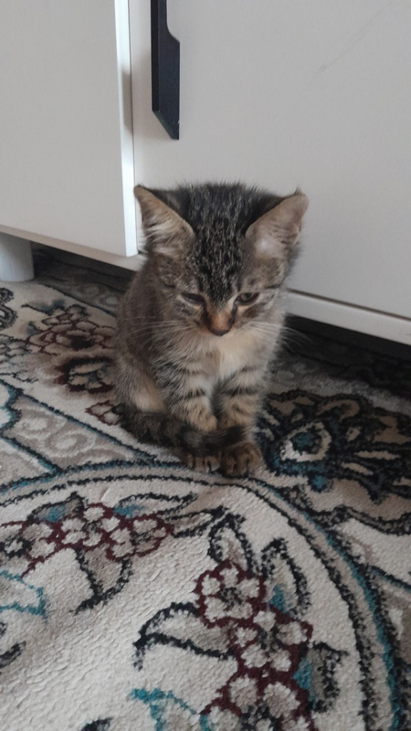 Котёнок мальчик 2 месяца