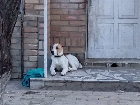 Продается собака алабай