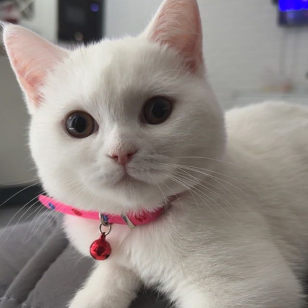 Красивый белый шотландский котенок