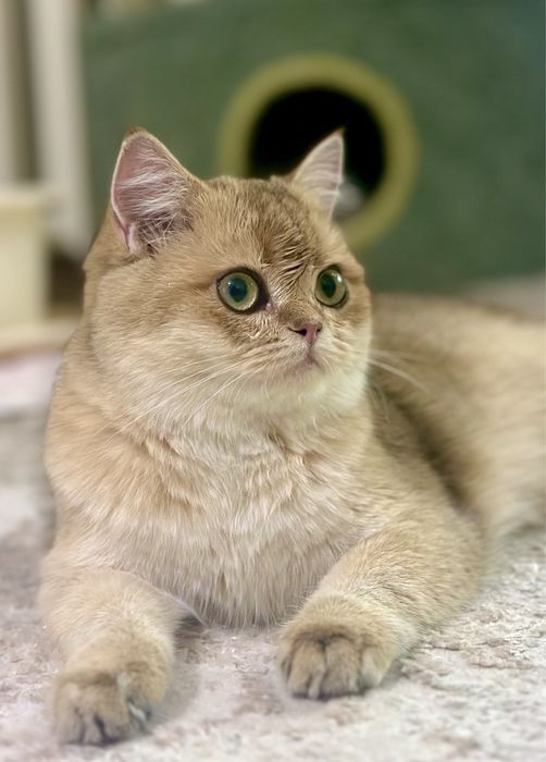 Британская золотая шиншилла девочка