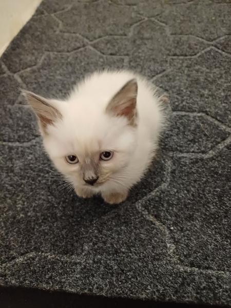 2 oylik emlagan zoti toza