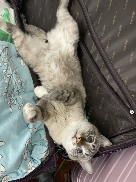 Пропал кот