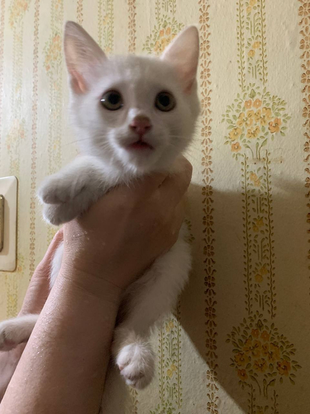 Отдам даром в добрые руки, Котята мальчики 3.5 месяца