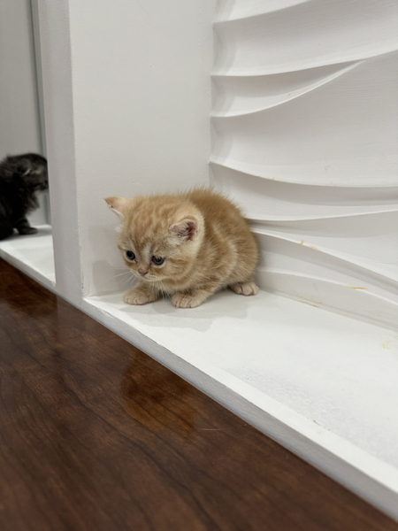 Котята скотишфолд