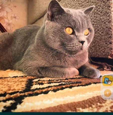 Вязка котов скотишь фолд-страйд