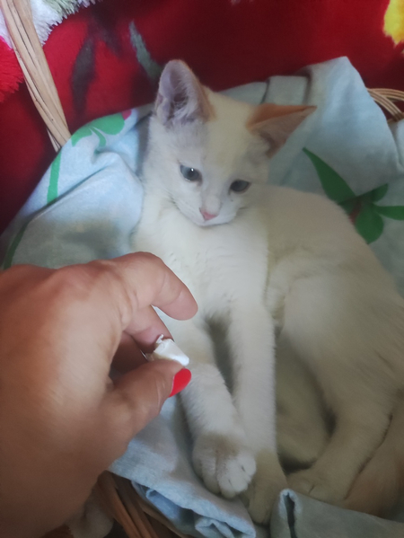 Котенок белый с голубыми глазами