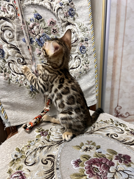kichkina mushucha
