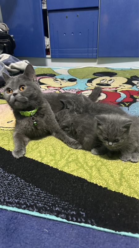 Кот британский